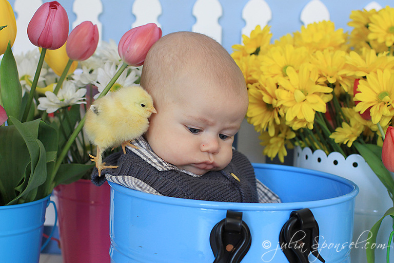 Spring Mini Sessions with Live baby Chicks | San Marcos Photographer